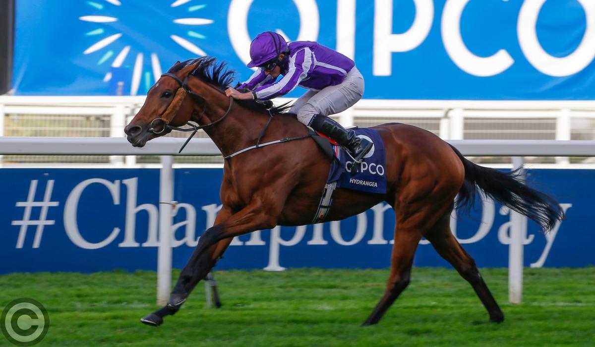 Aidan O'Brien Sets New Horse Racing World Record for Group 1 Winners ...