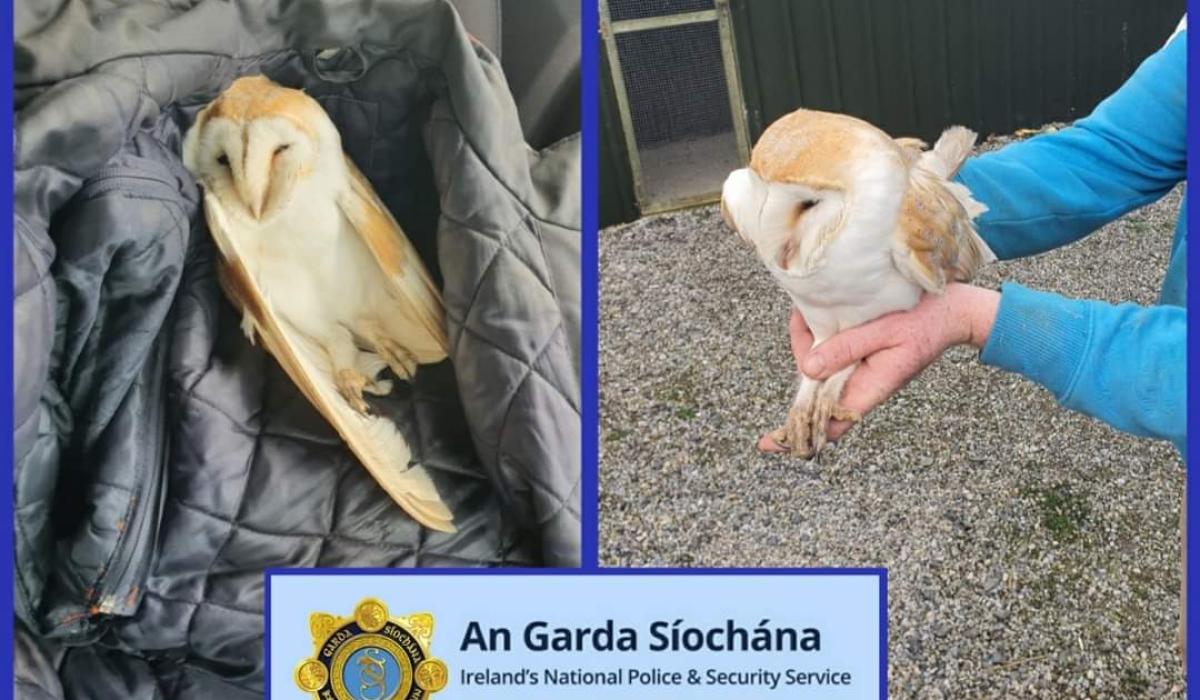 Barn owl rescued from M7 Dublin Cork Limerick motorway in Laois - Laois ...
