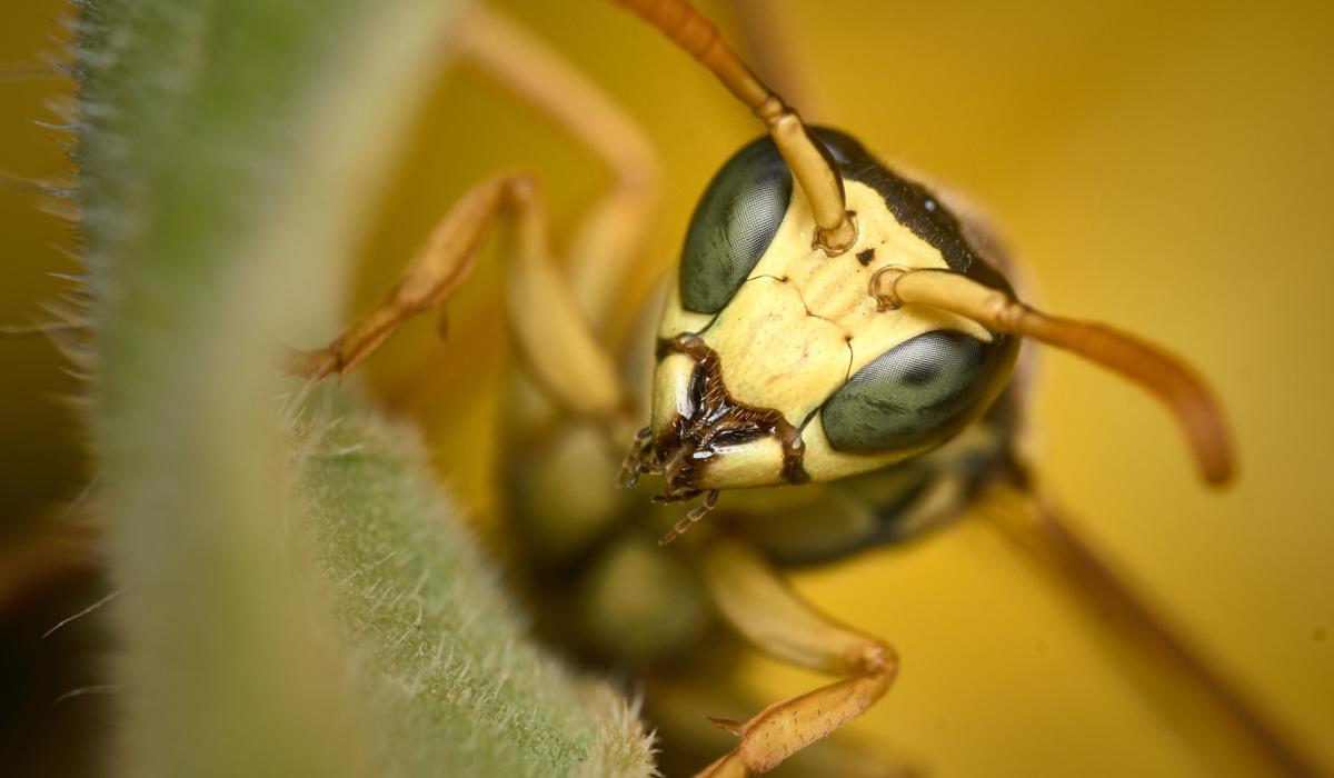 Dramatic rise in callouts for wasps to Irish homes in 2021 - Laois Live