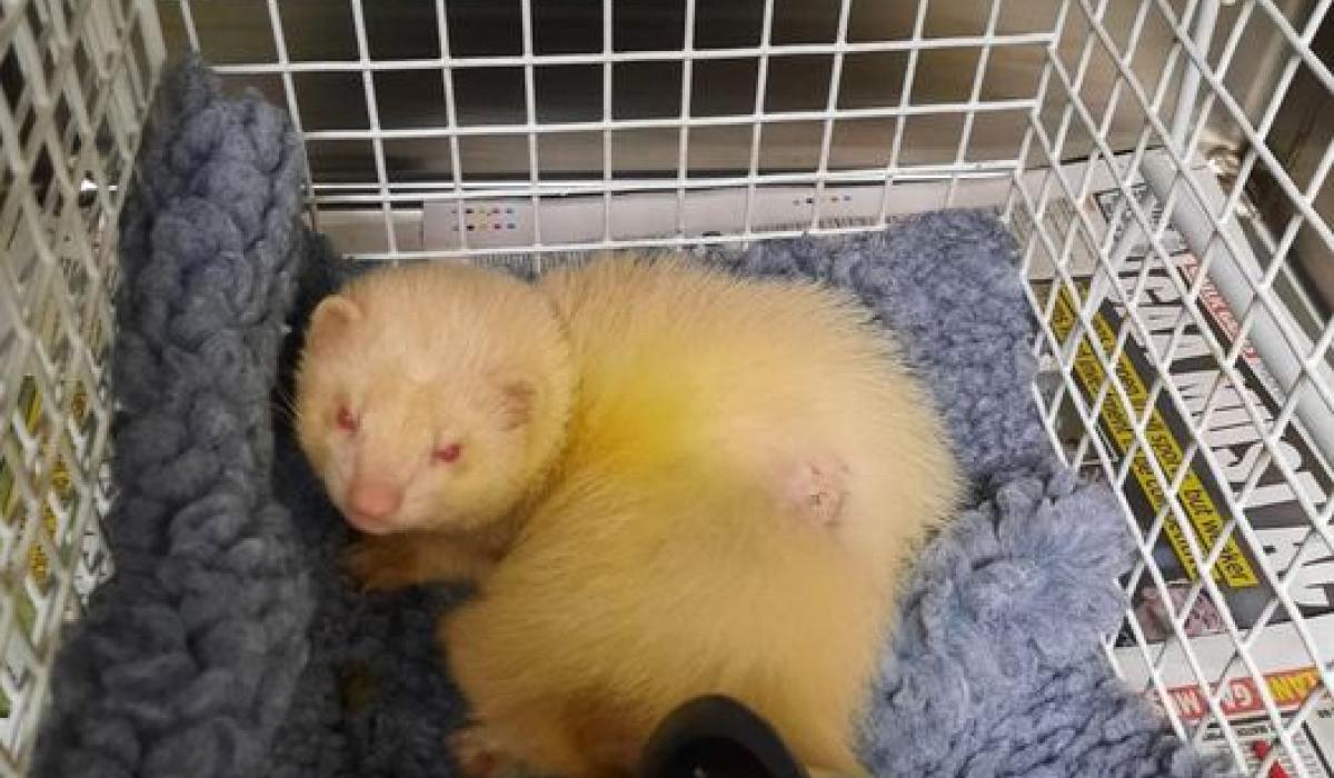 Update: Friendly ferret found in Laois - Laois Live