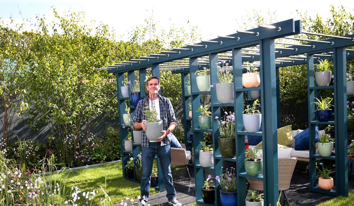 Laois gardener and television star wins Silver at Bloom - Laois Live