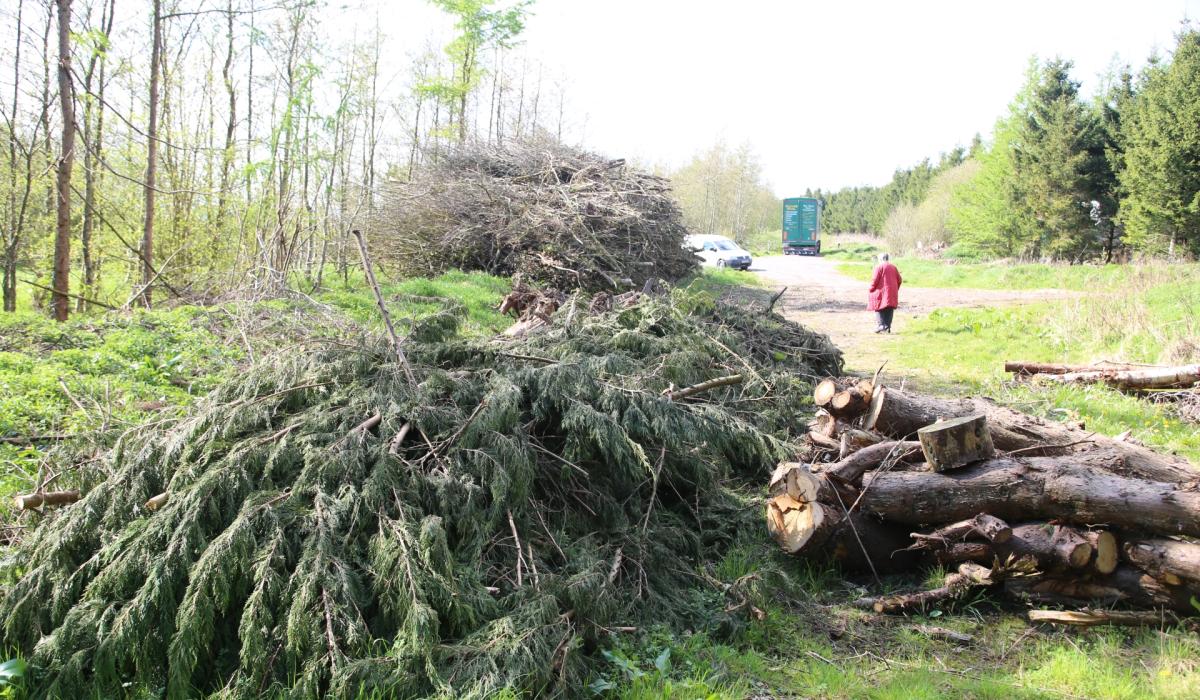 Laois Gardaí alerted over "commercial dumping " in private forest ...