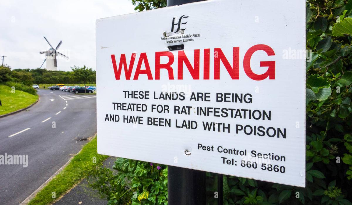 "Horrendous" rat infestation reported in this Laois town - Laois Live