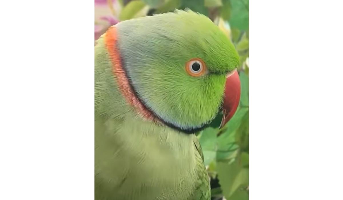 Have you seen Oscar the parrot? Beloved pet goes missing in Laois ...