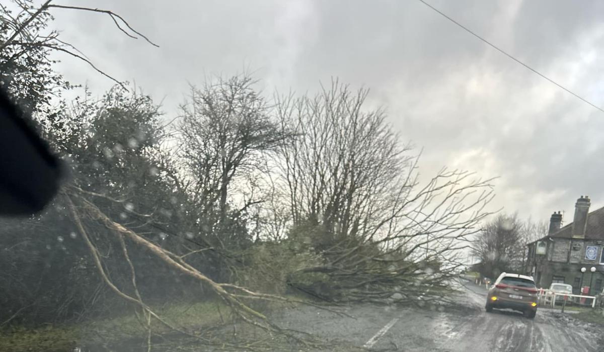 90 fallen trees removed from Laois roads during Storm Darragh - Laois Live