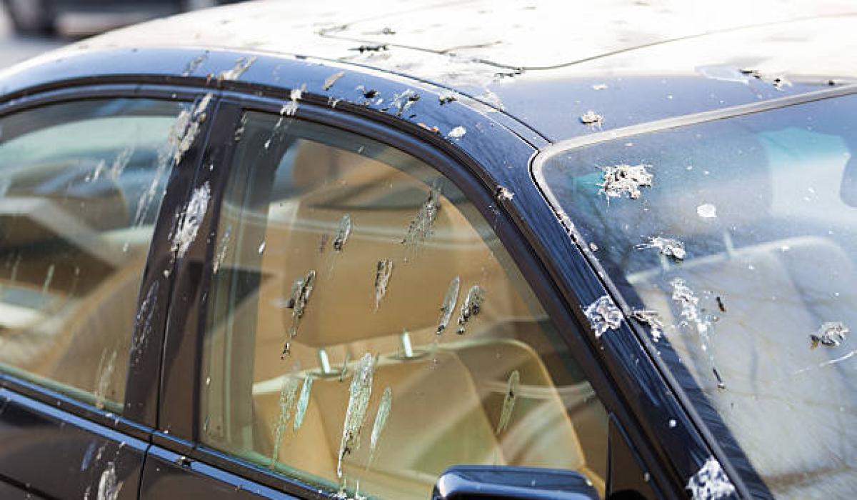 'Destroyed': Laois Councillor demands action against crows 'damaging ...