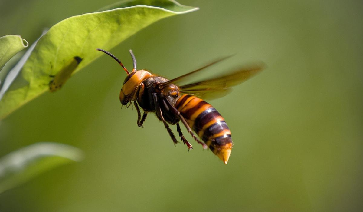 Warning issued over wasp-like insect which could devastate Irish ...