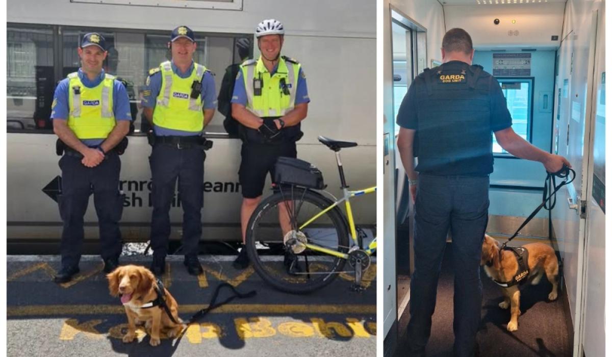 Garda sniffer dog brings 'paw and order' with eight drug busts during ...