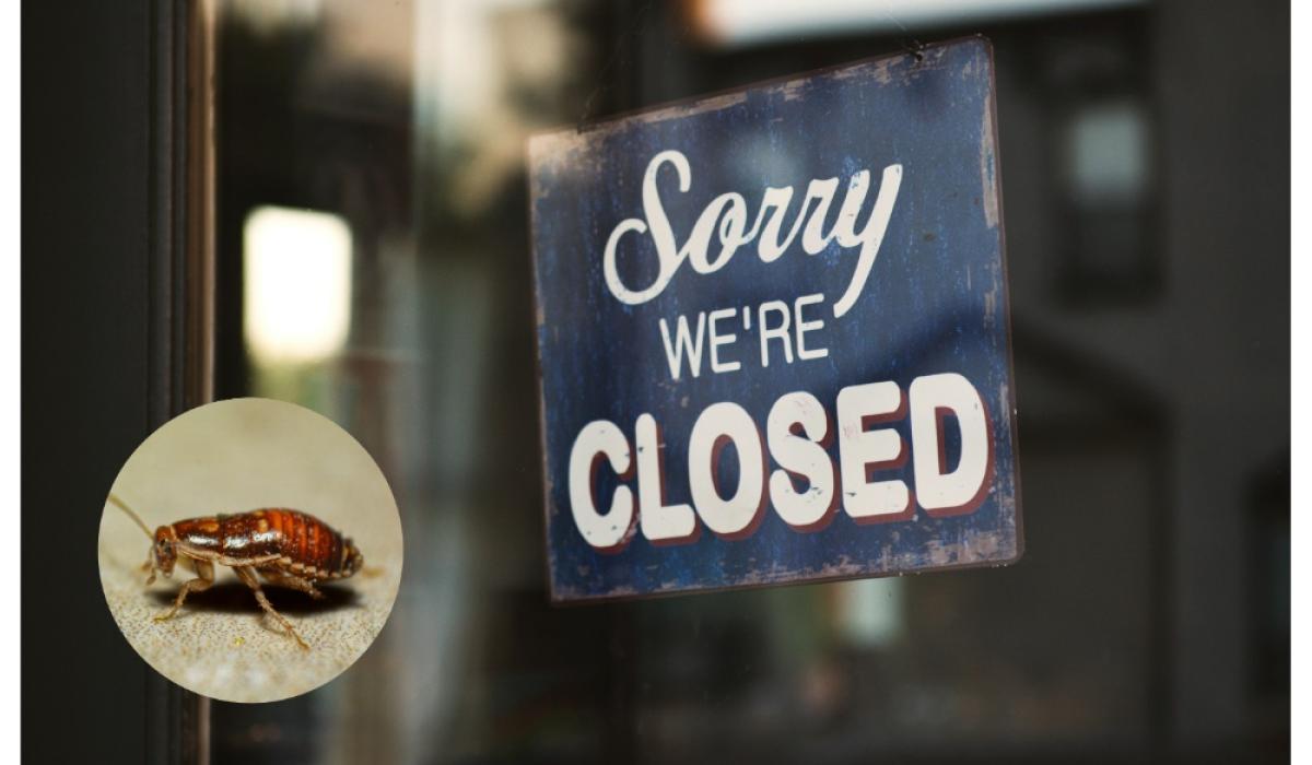 Rat droppings and dead cockroaches found as ten food businesses across ...