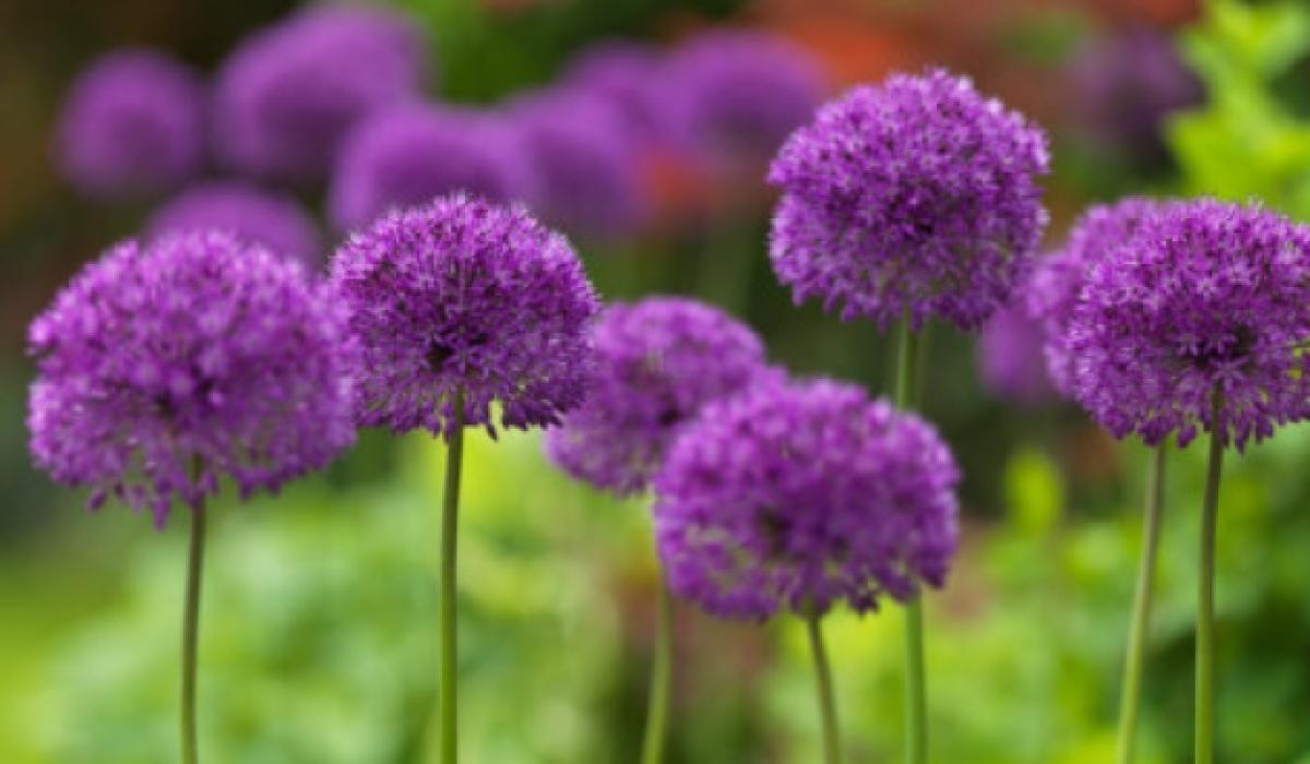 Steely pots for Laois village's summer color - Laois Live