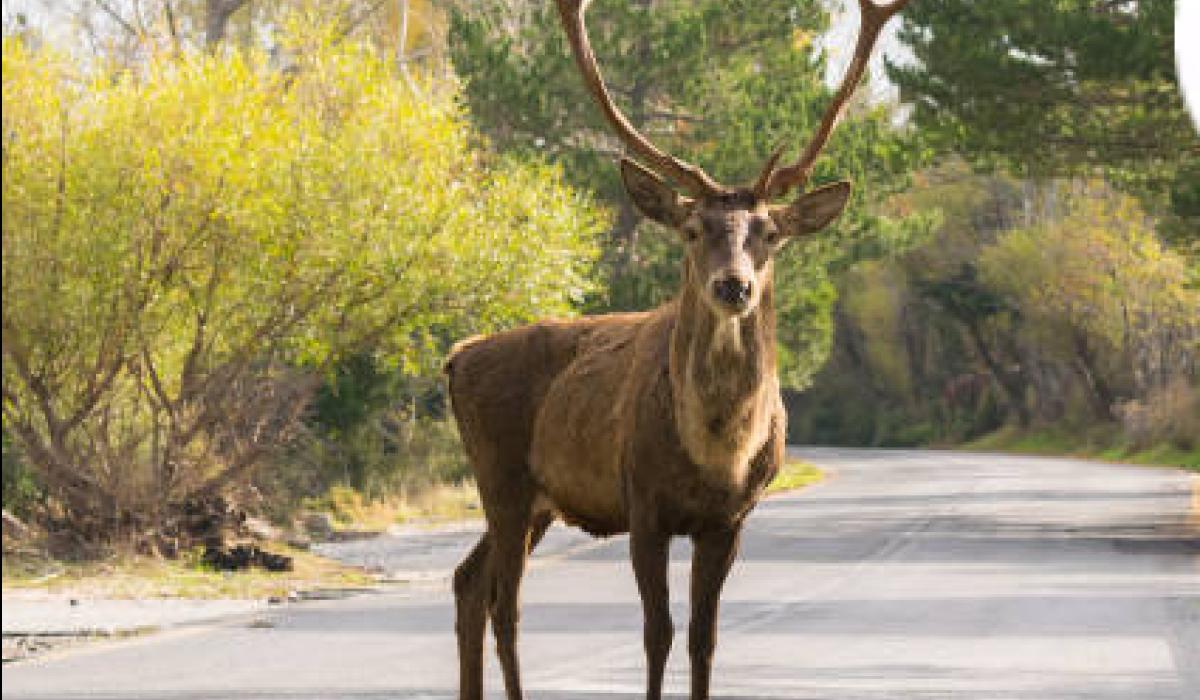 Public support for dealing with the 'explosion in deer numbers' say ...