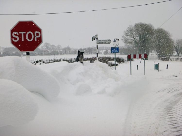Laois not out of the woods as Storm Emma holds its grip - Latest ...