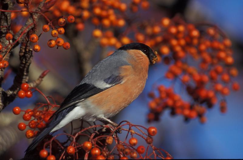 Laois Offaly nature podcasts take flight with Birdwatch Ireland experts ...