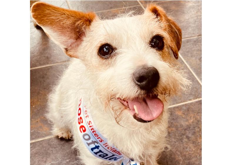 Laois dog rescued from wheelie bin as puppy in Nose of Tralee final ...