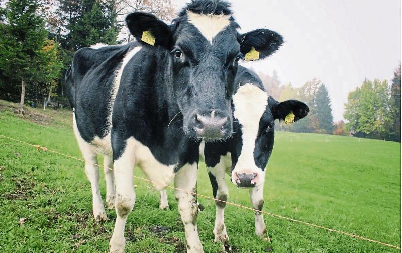 Laois dairy farm to host Organic Farm Walk with the IFA - Laois Live