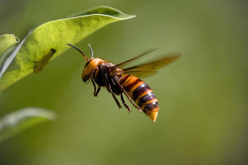 Warning issued over wasp-like insect which could devastate Irish ...