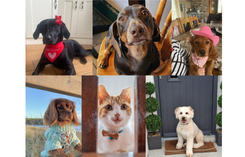 PICTURES: Cuteness overload! Furry finalists from every county for Nose ...
