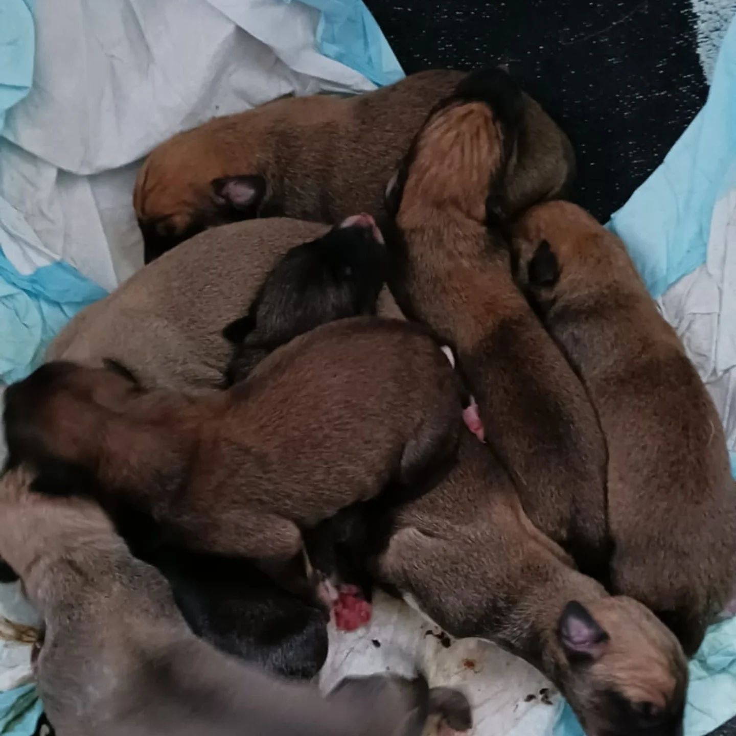 Seven adorable Laois puppies need homes after being born in care of ...